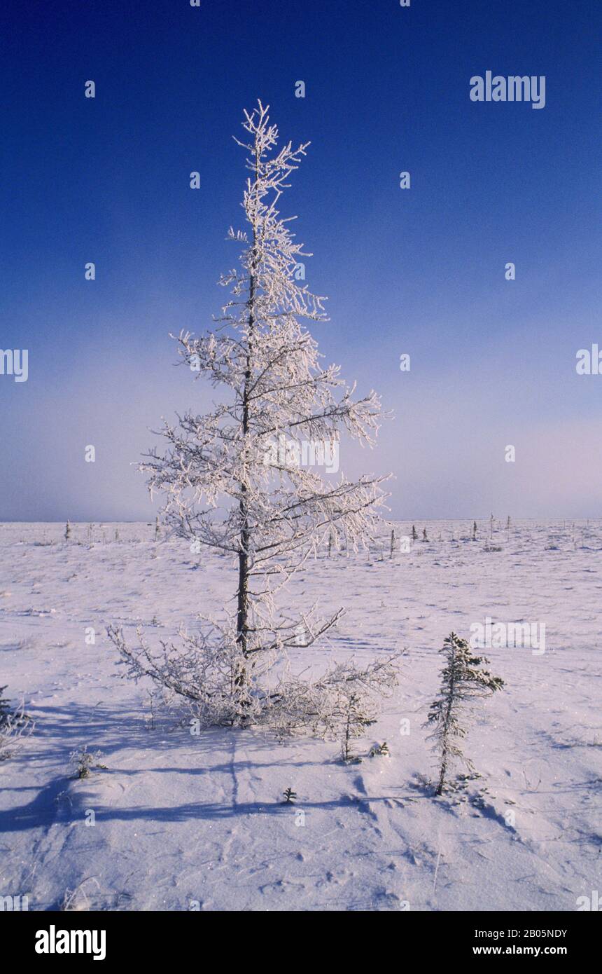 CANADA, MANITOBA,CHURCHILL AREA, TUNDRA, TREES AT TREE LINE Stock Photo ...