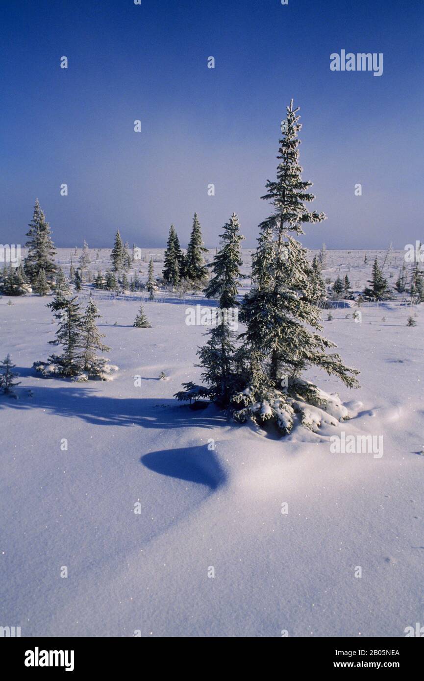 CANADA, MANITOBA,CHURCHILL AREA, TUNDRA, SPRUCE TREES AT TREE LINE ...
