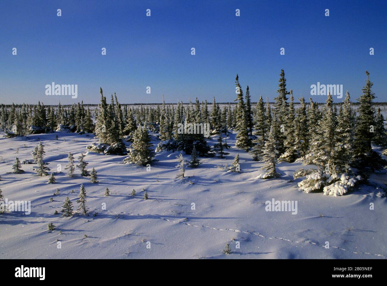 CANADA, MANITOBA,CHURCHILL AREA, TUNDRA, SPRUCE TREES AT TREE LINE ...