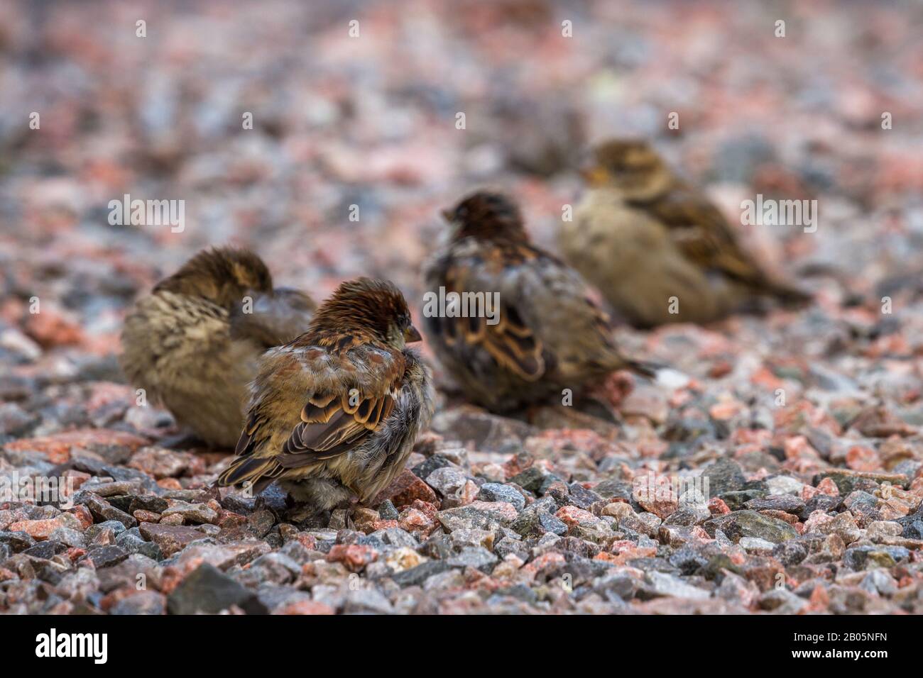 Group of house sparrows uk hi-res stock photography and images - Alamy