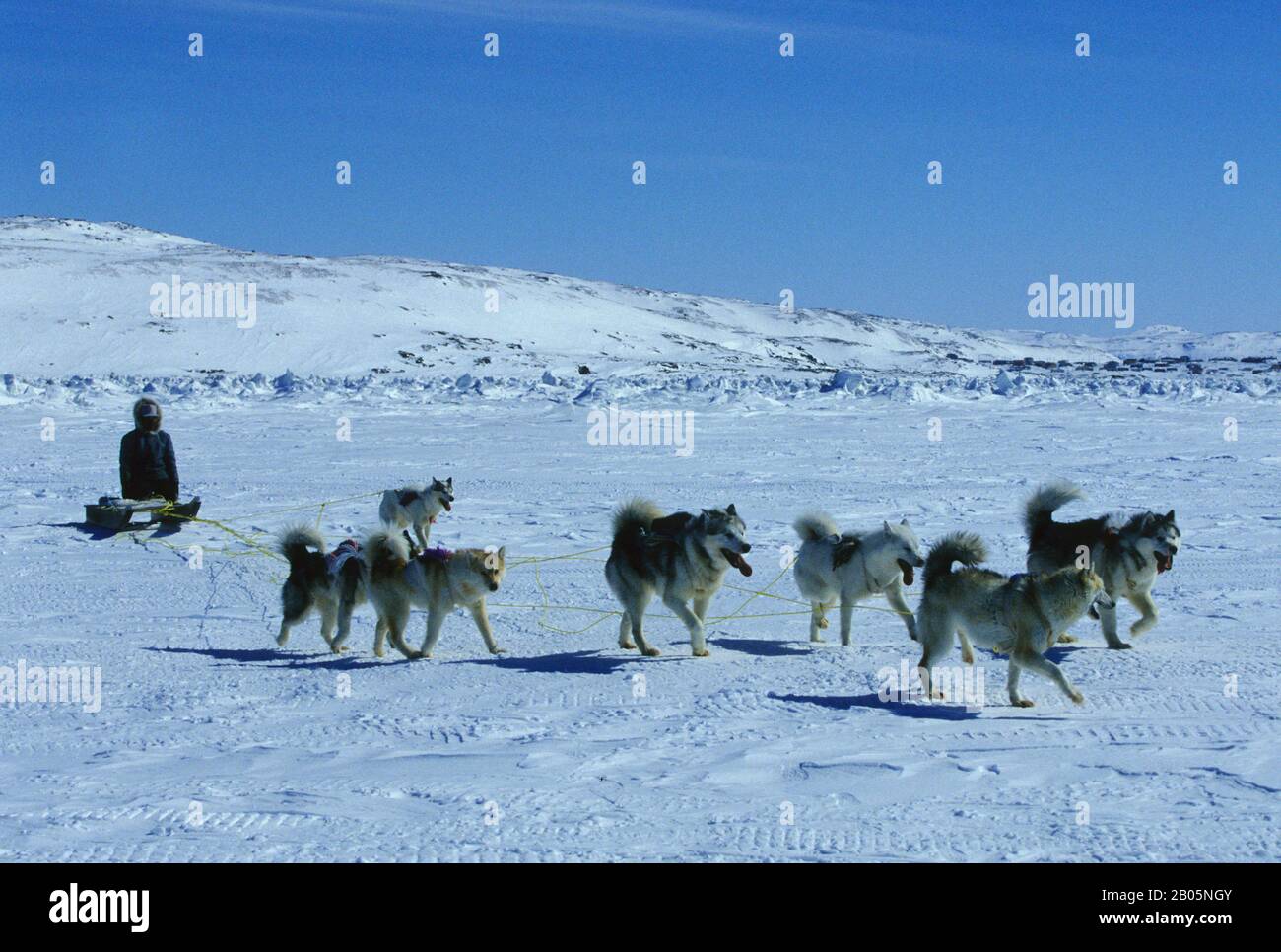 Inuit nunavut dog hi-res stock photography and images - Alamy