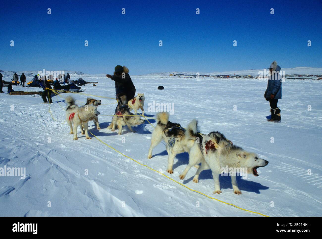 Inuit nunavut dog hi-res stock photography and images - Alamy
