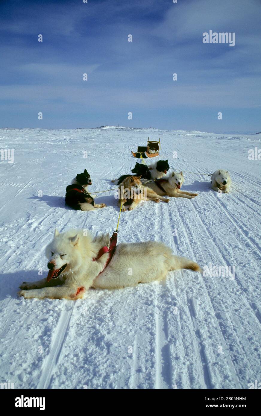 CANADA, NUNAVUT, BAFFIN ISLAND, IQALUIT, DOG TEAM RACES, TEAM AFTER ...