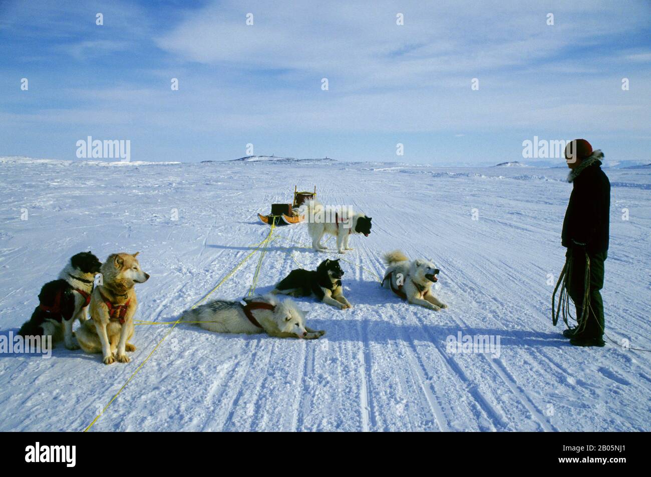 Inuit dog team hi-res stock photography and images - Alamy