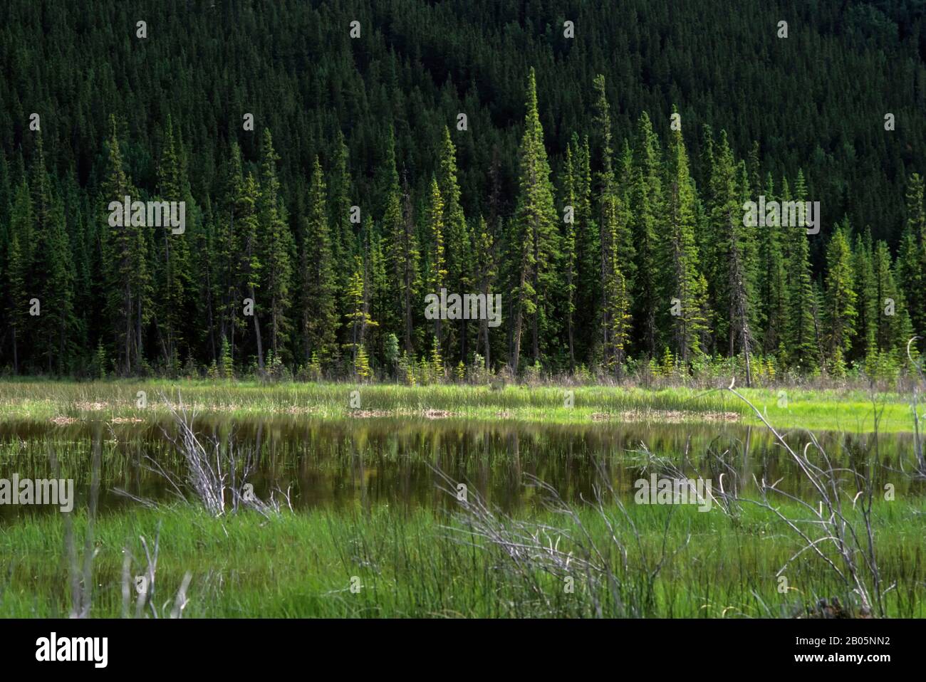 CANADA, ALBERTA, ROCKY MOUNTAINS, BANFF NATIONAL PARK, MARSH WITH ...
