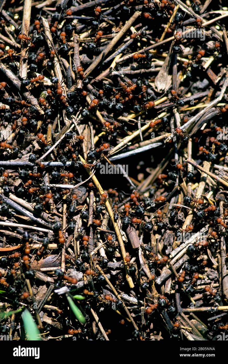 CANADA, ALBERTA, RED ANT NEST (Formica spp Stock Photo - Alamy