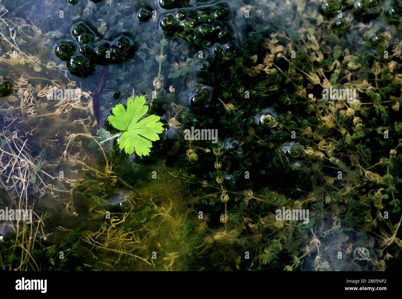 CANADA, ALBERTA, ROCKY MOUNTAINS, BANFF NATIONAL PARK, CAVE & BASIN ...