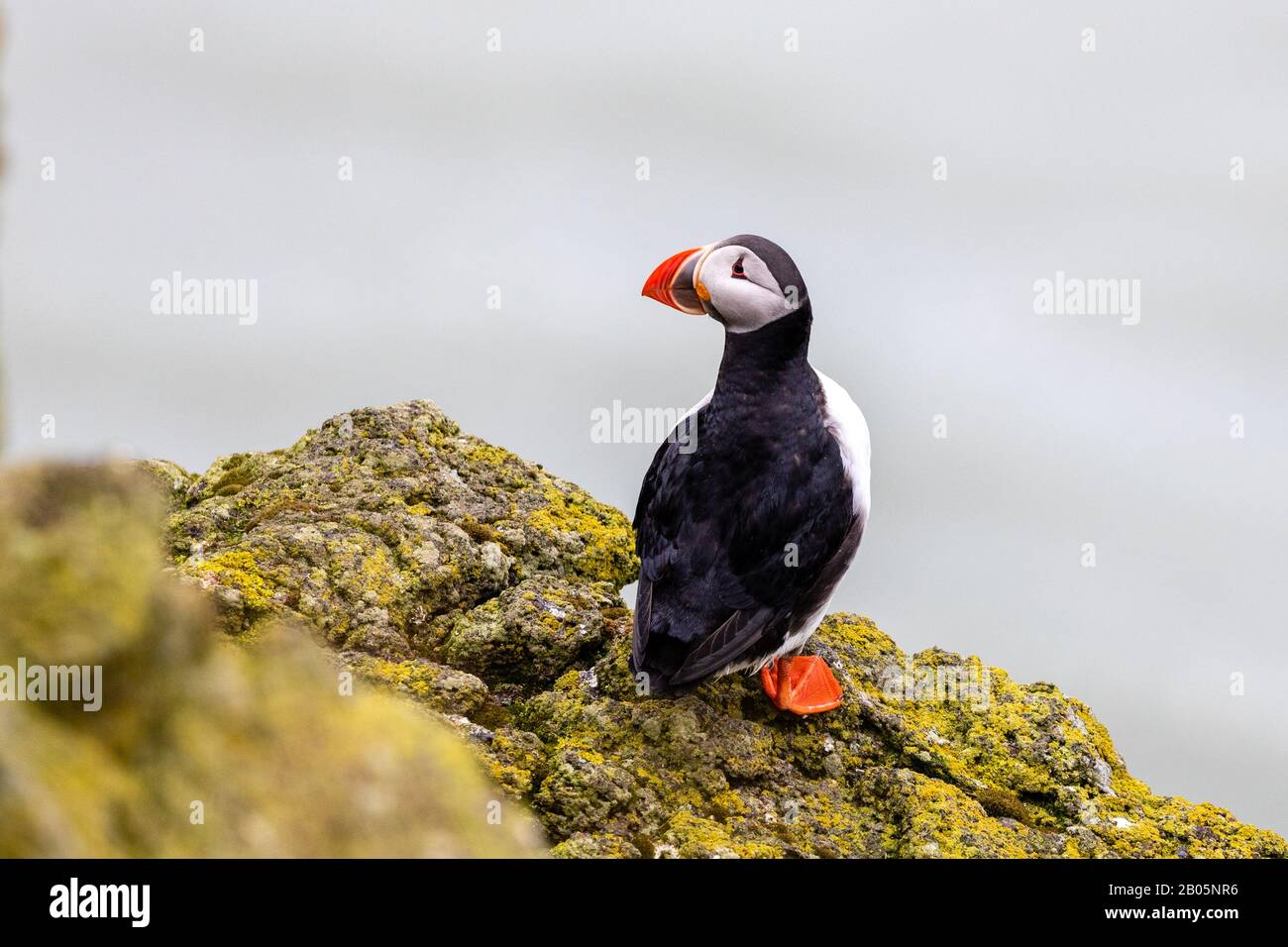 Puffins in iceland hi-res stock photography and images - Alamy