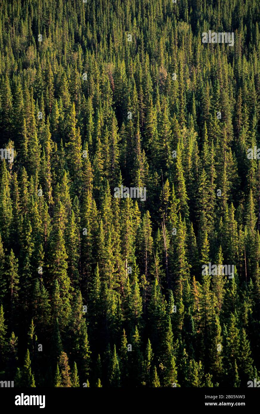 Lodgepole pine forest banff national hi-res stock photography and ...