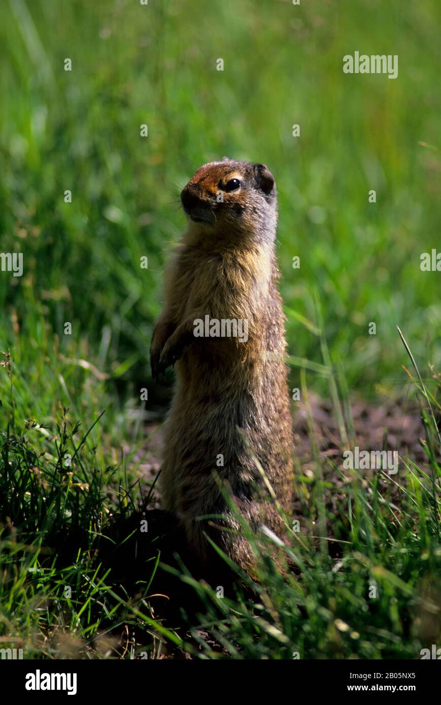 CANADA,ALBERTA,ROCKY MOUNTAINS, BANFF NATIONAL PARK, RICHARDSON'S ...