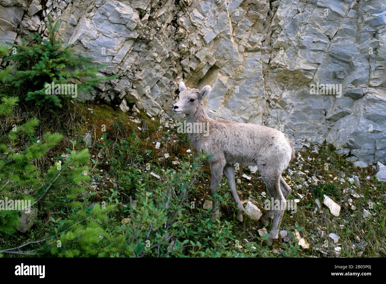 CANADA,ALBERTA,ROCKY MOUNTAINS, BANFF NATIONAL PARK, BIGHORN SHEEP ...