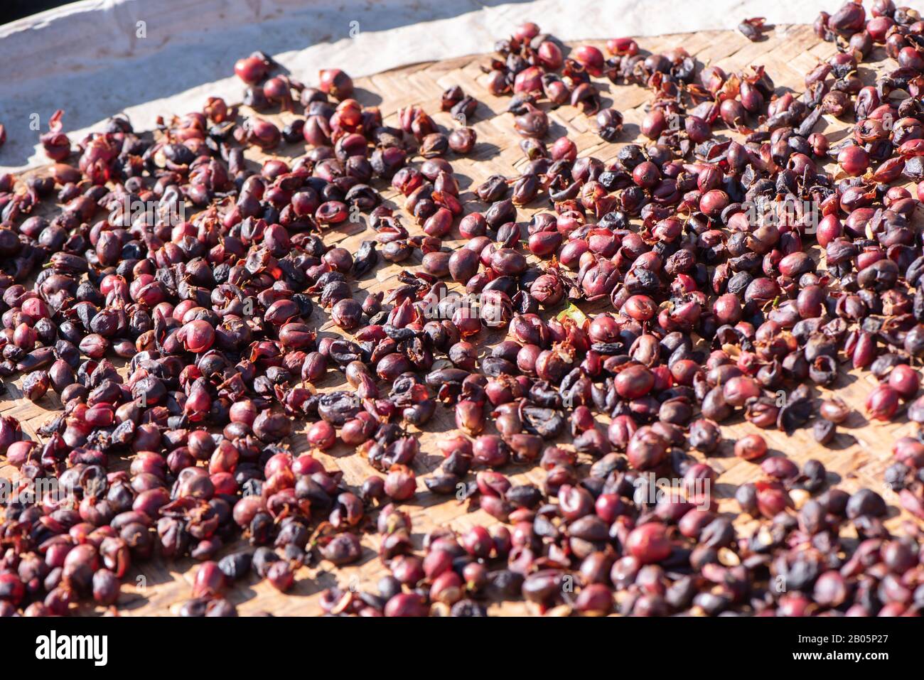Raw coffee beans natural exposured with sunlight on a sieve outside the ...