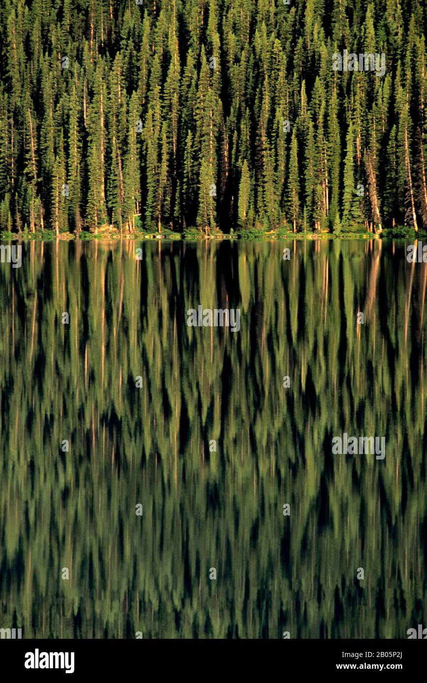 CANADA,ALBERTA,ROCKY MOUNTAINS, BANFF NATIONAL PARK, LODGEPOLE PINE ...