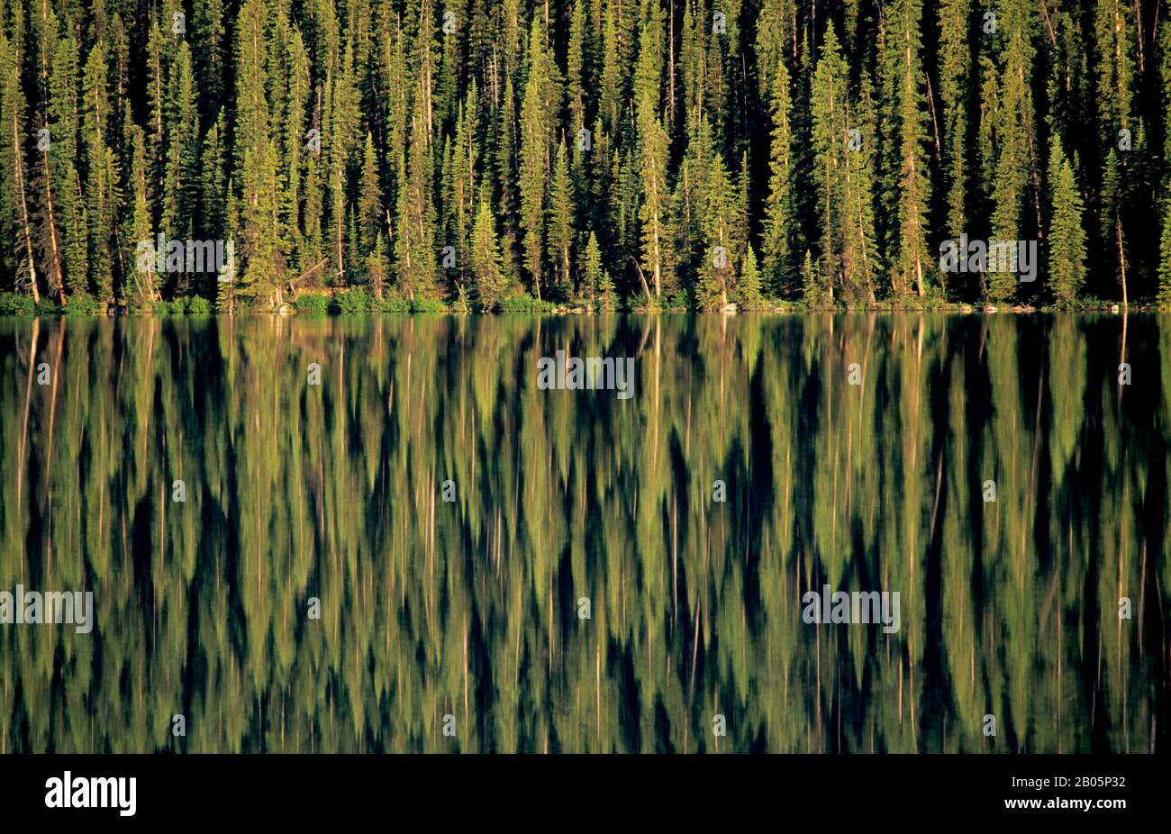CANADA,ALBERTA,ROCKY MOUNTAINS, BANFF NATIONAL PARK, LODGEPOLE PINE ...