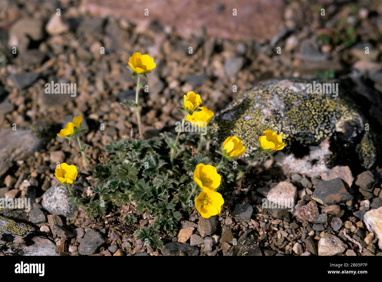 CANADA,ALBERTA,ROCKY MOUNTAINS, JASPER NATIONAL PARK, BUTTERCUP Stock ...