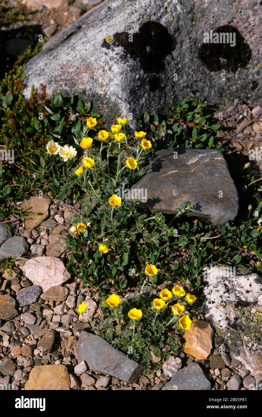 CANADA,ALBERTA,ROCKY MOUNTAINS, JASPER NATIONAL PARK, BUTTERCUP Stock ...