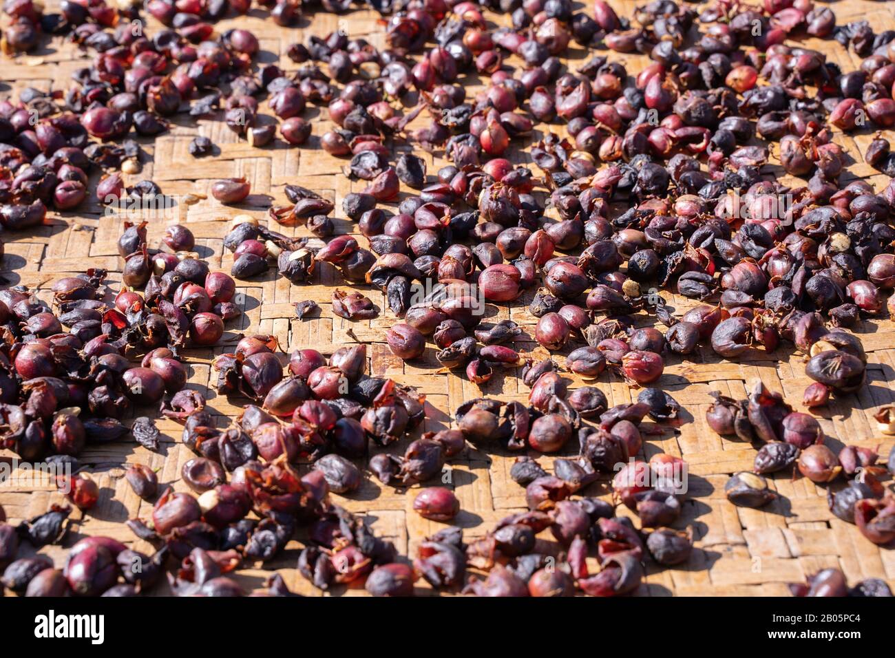 Raw coffee beans natural exposured with sunlight on a sieve outside the ...