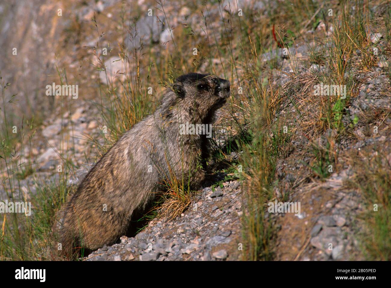 Alberta canada north american wildlife hi-res stock photography and ...