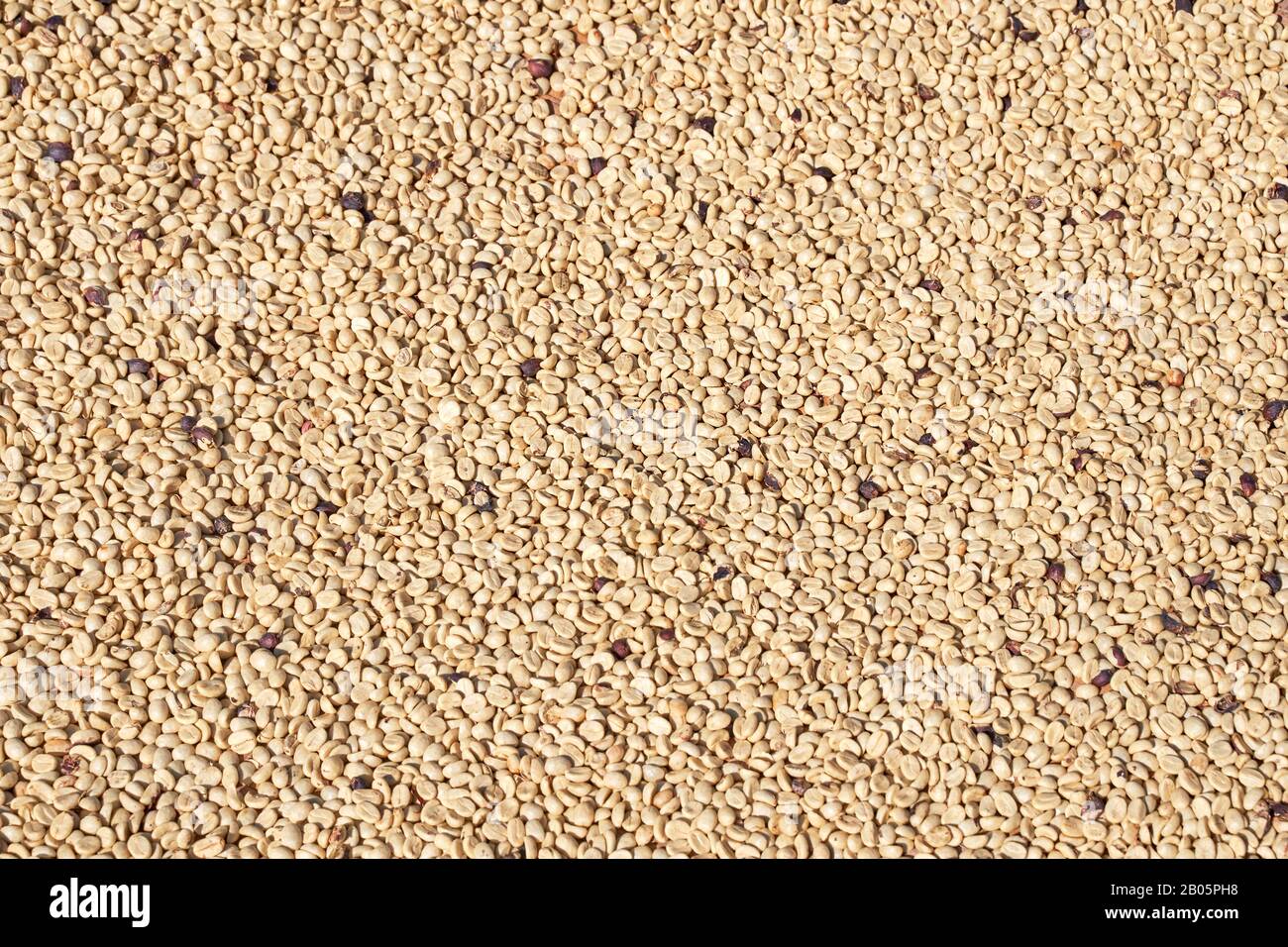 Raw coffee beans natural exposured with sunlight on a sieve outside the ...