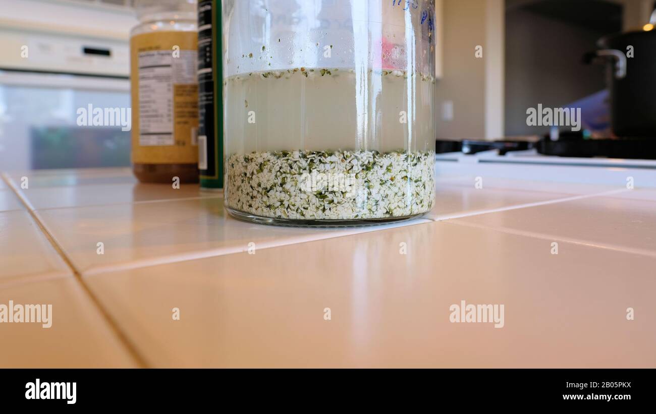 Hemp seed sprouting in water in a clear glass sprouting jar on a ...
