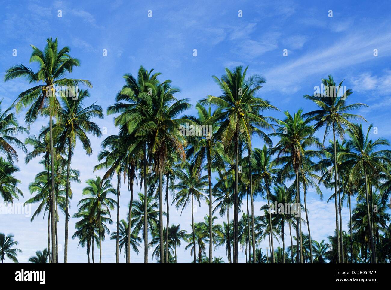 Coconut palm tree cocos nucifera hi-res stock photography and images ...