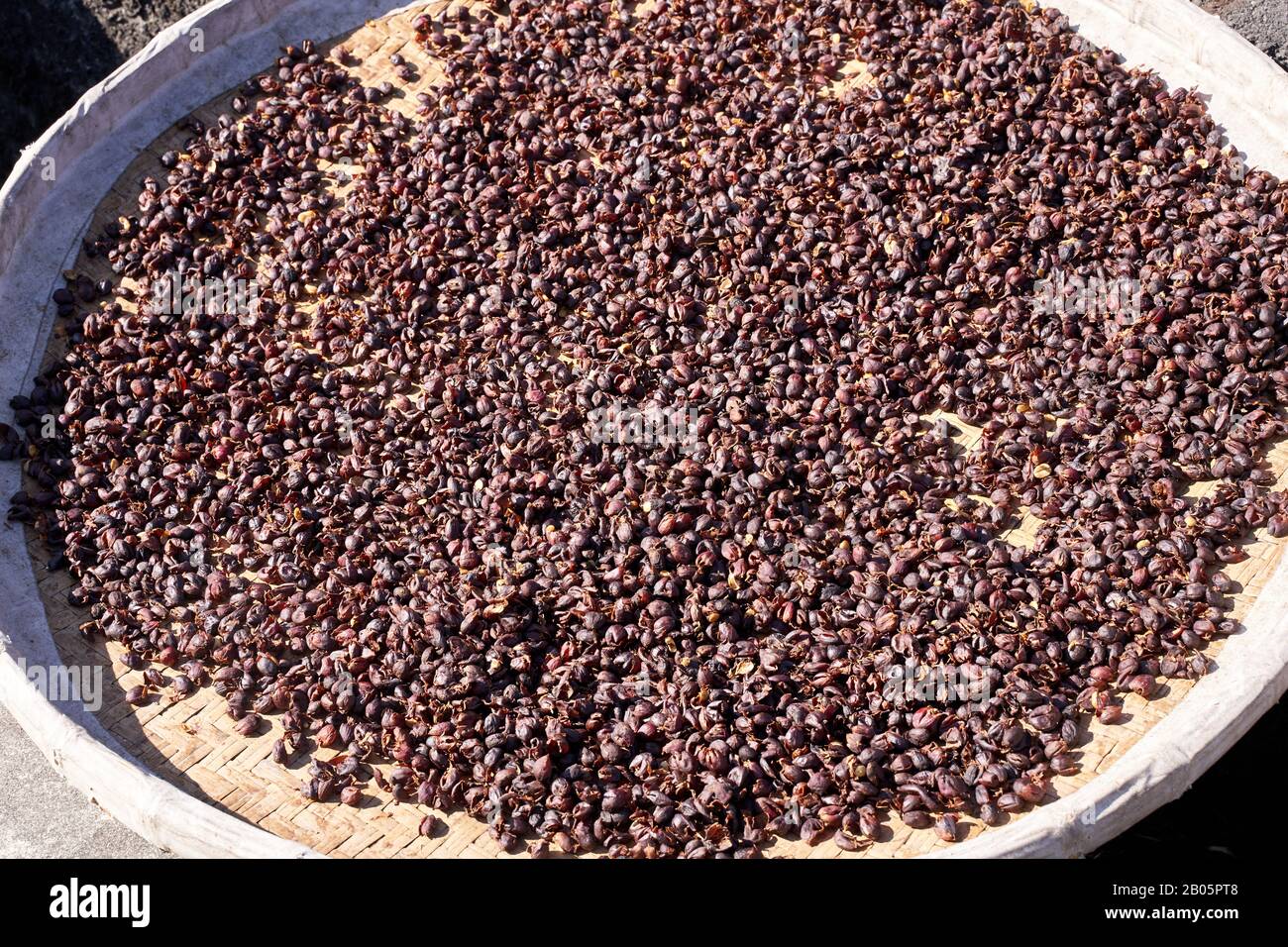 Raw coffee beans natural exposured with sunlight on a sieve outside the ...