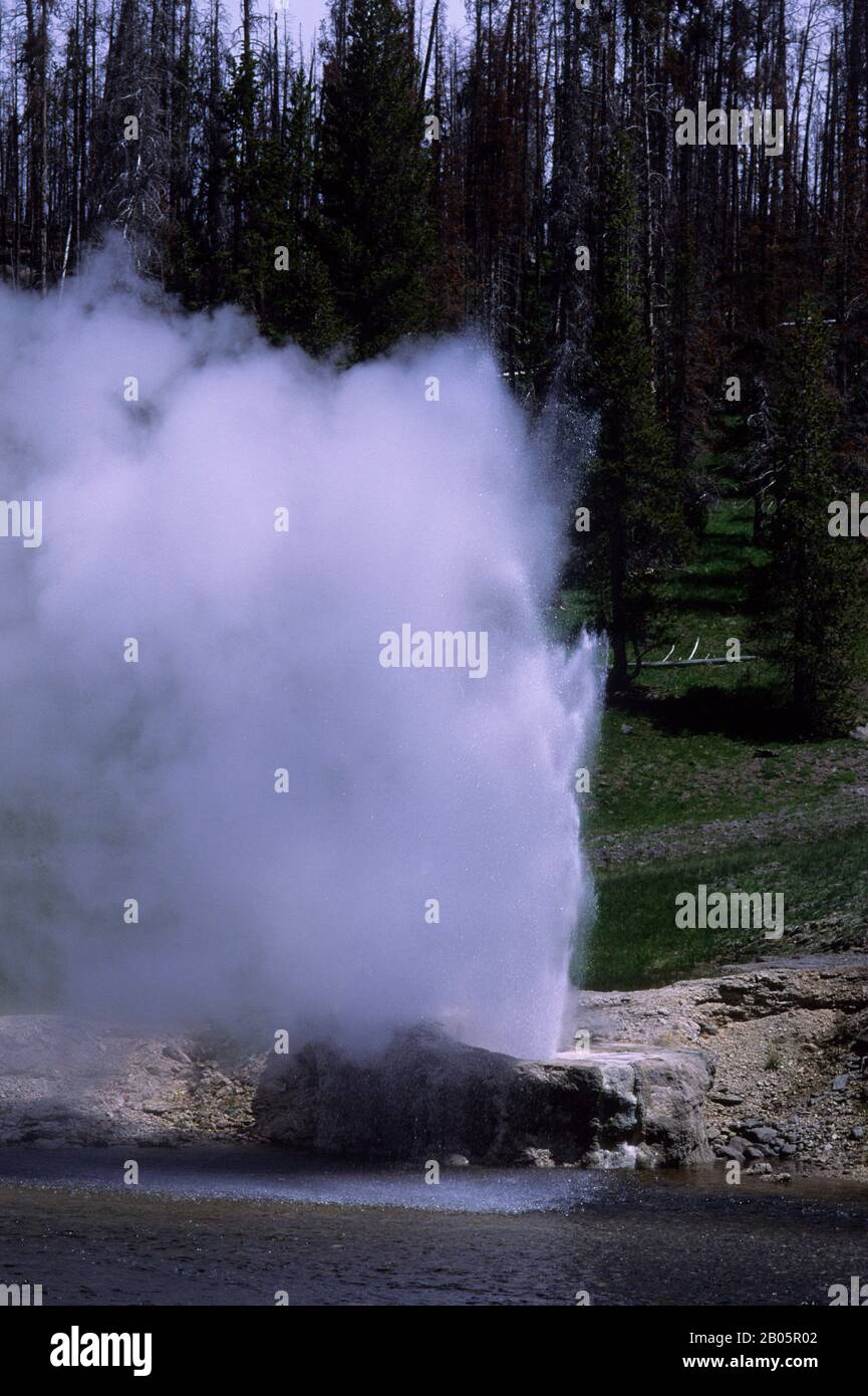 USA, WYOMING, YELLOWSTONE NATIONAL PARK, UPPER GEYSER BASIN, RIVERSIDE ...