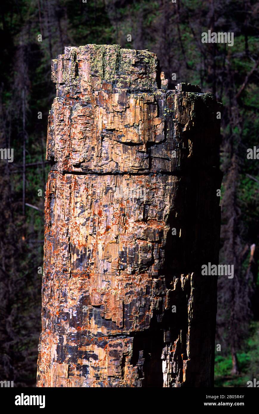 Yellowstone fossil hi-res stock photography and images - Alamy