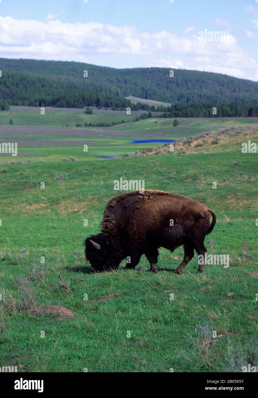 Usa wyoming yellowstone bison hi-res stock photography and images - Alamy
