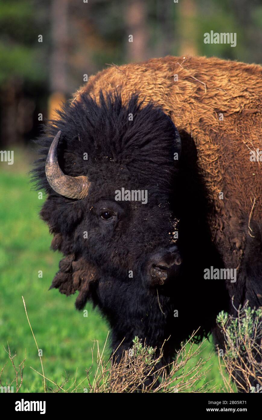 Bison yellowstone usa hi-res stock photography and images - Alamy