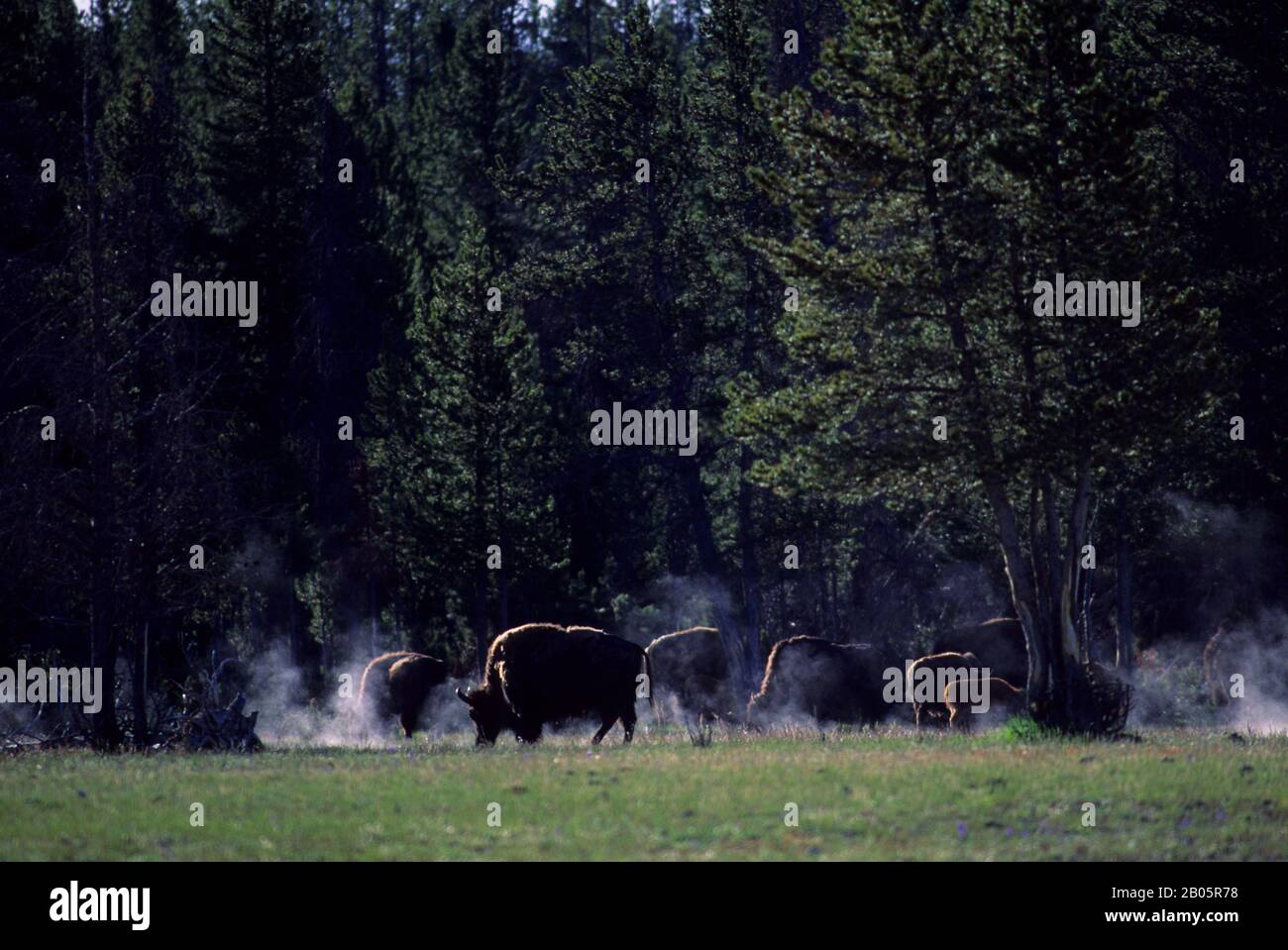 Yellowstone bison herd hi-res stock photography and images - Alamy