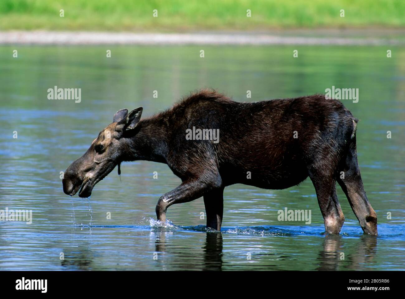 Targhee national forest hi-res stock photography and images - Alamy