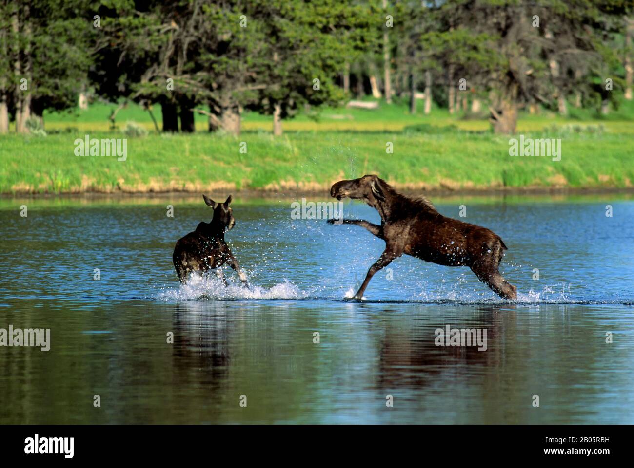 USA, IDAHO, TARGHEE NATIONAL FOREST, HENRY'S FORK, MOOSE COW CHARGING ...
