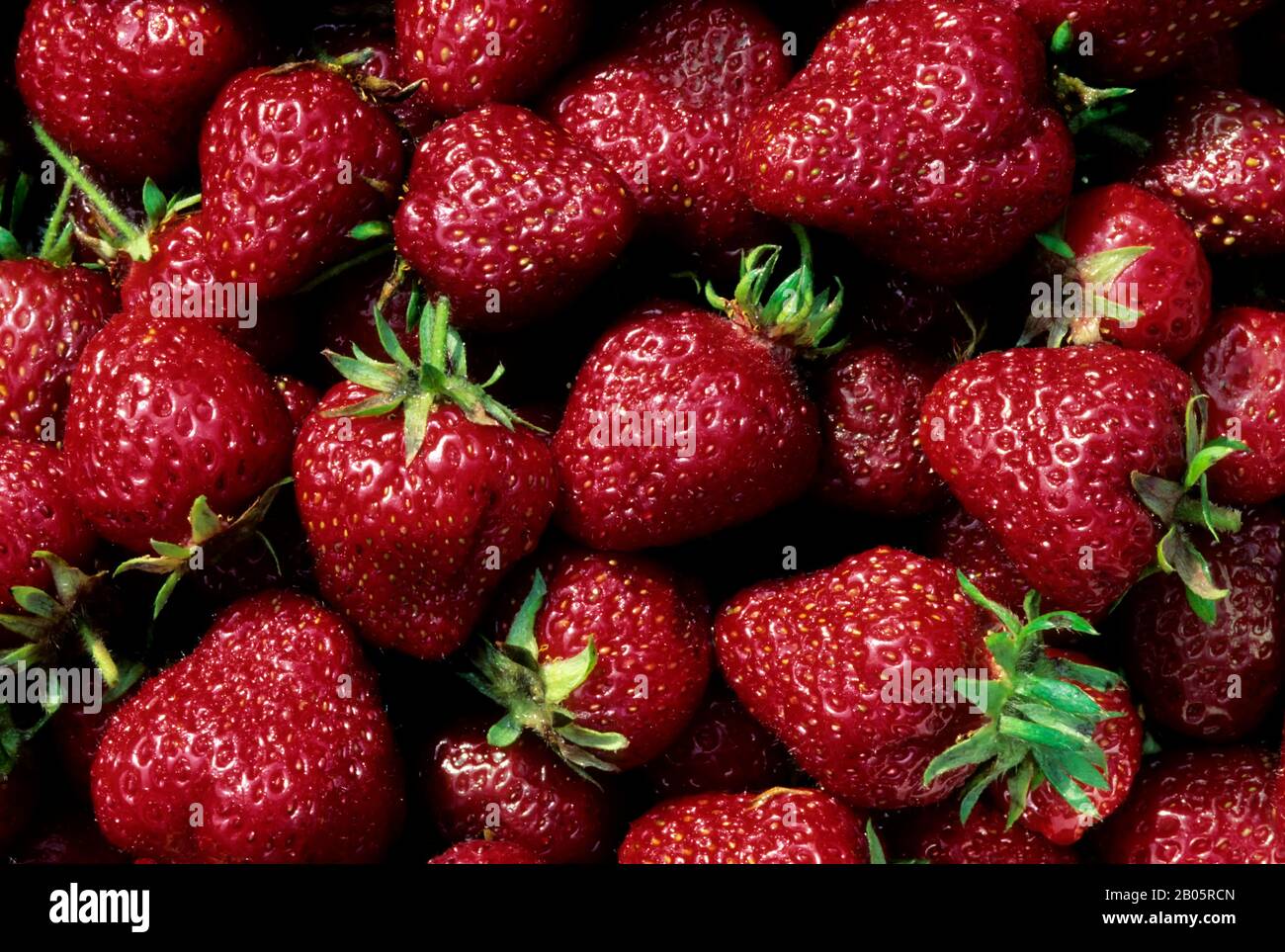 Washington strawberry hi-res stock photography and images - Alamy