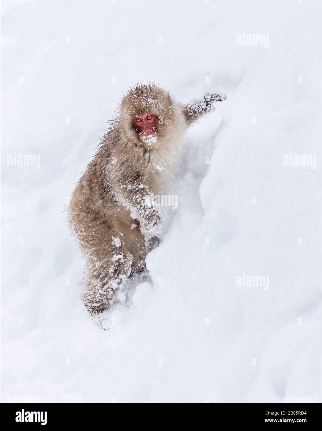 Skiing Snow Monkey Stock Photo - Alamy
