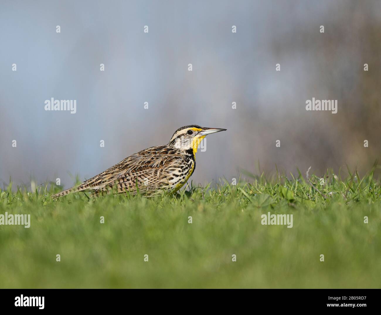 Bird lark meadow hi-res stock photography and images - Alamy
