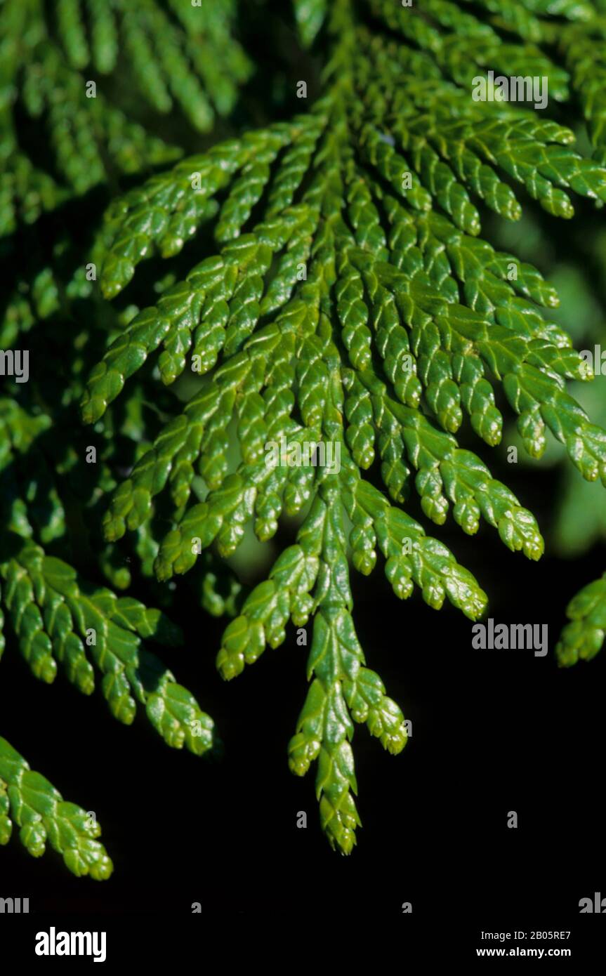 Red cedar thuja plicata branch hi-res stock photography and images - Alamy