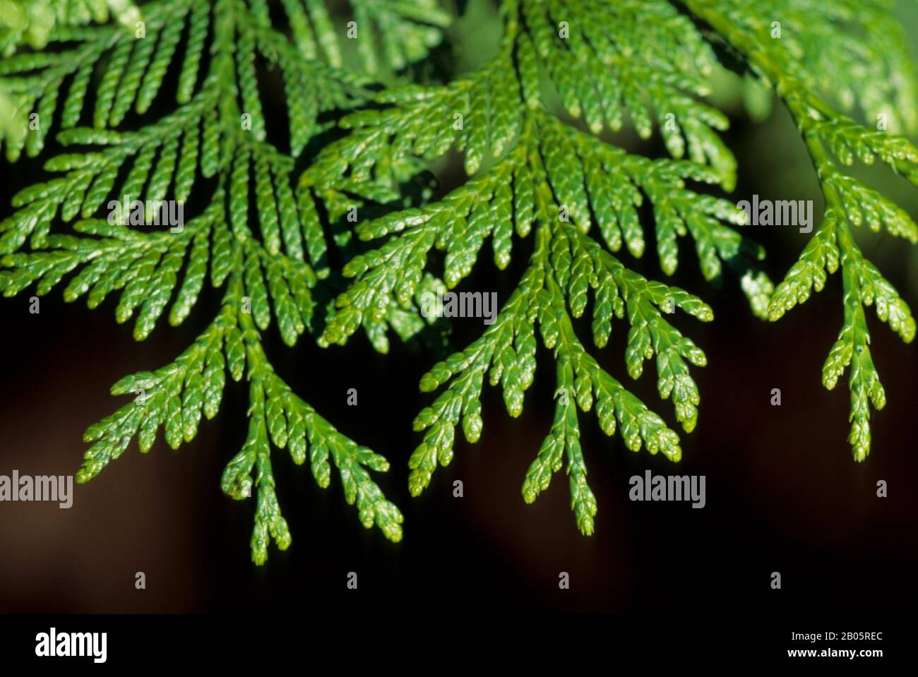 Western red cedar branches hi-res stock photography and images - Alamy