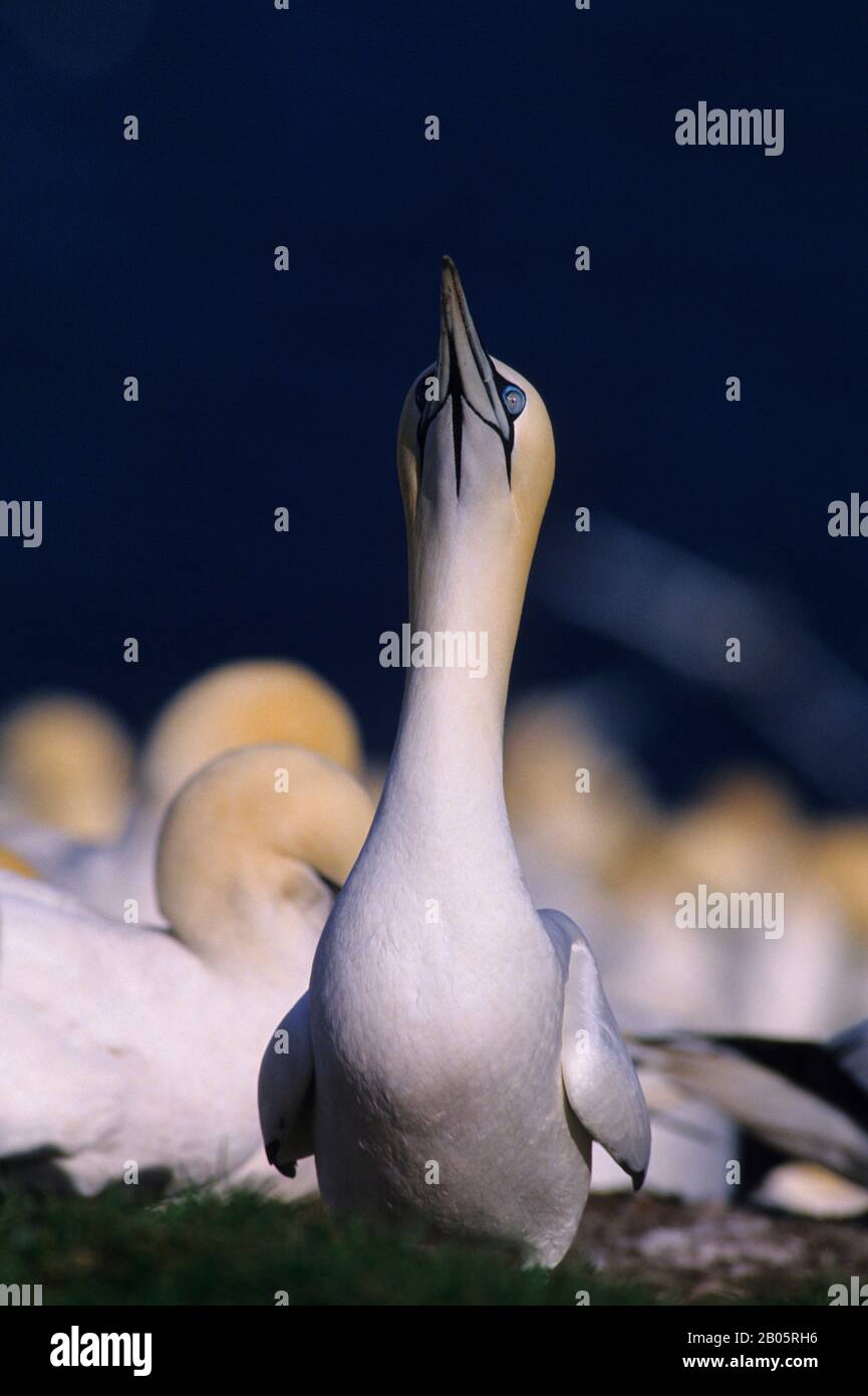 CANADA, QUEBEC, GASPE, BONAVENTURE IS., GANNET COLONY, GANNET ...