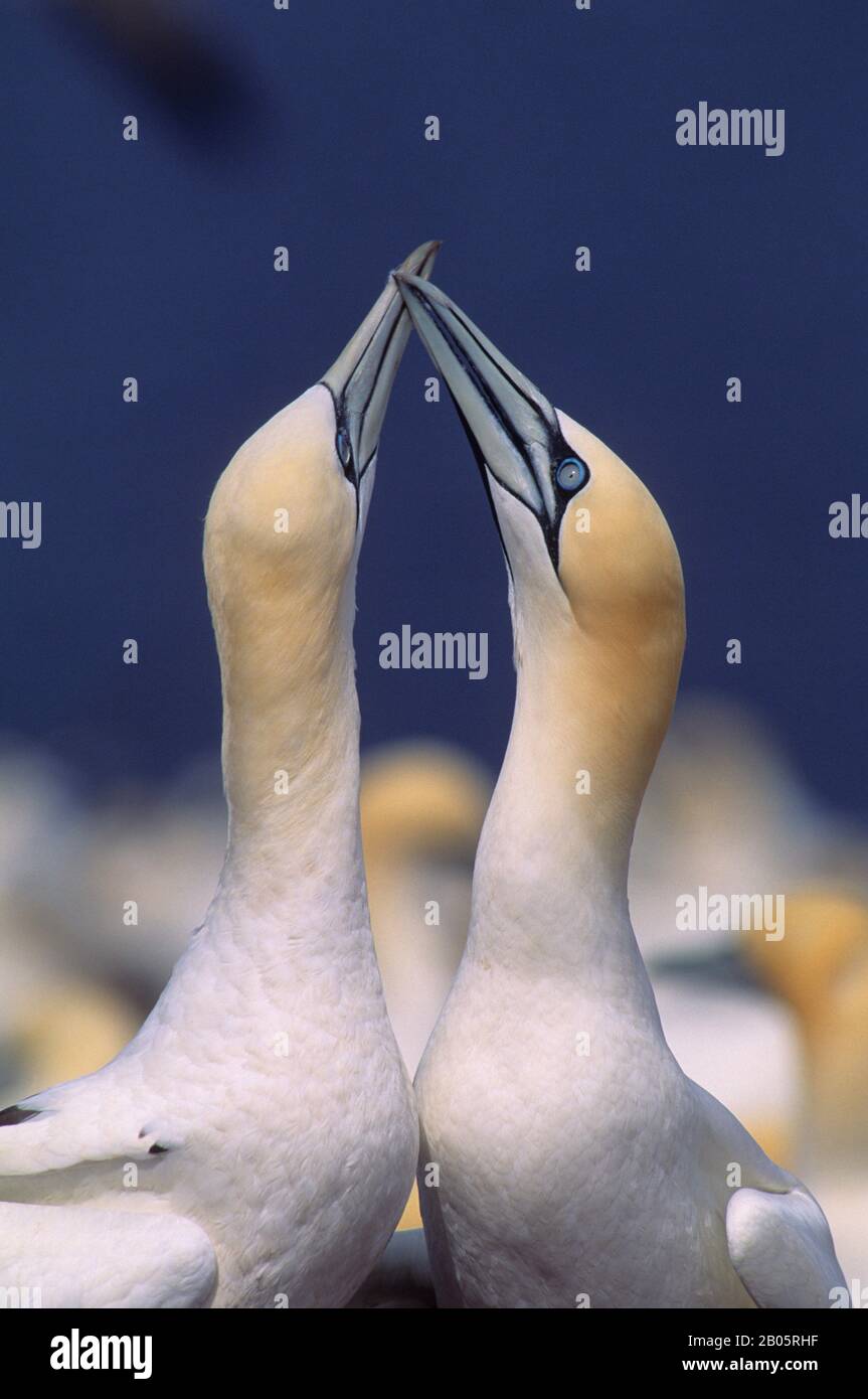 Gannets fencing hi-res stock photography and images - Alamy