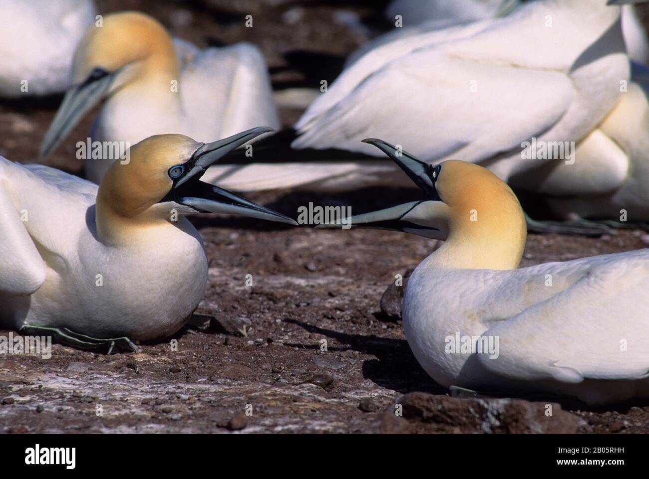 Quebec birds hi-res stock photography and images - Alamy