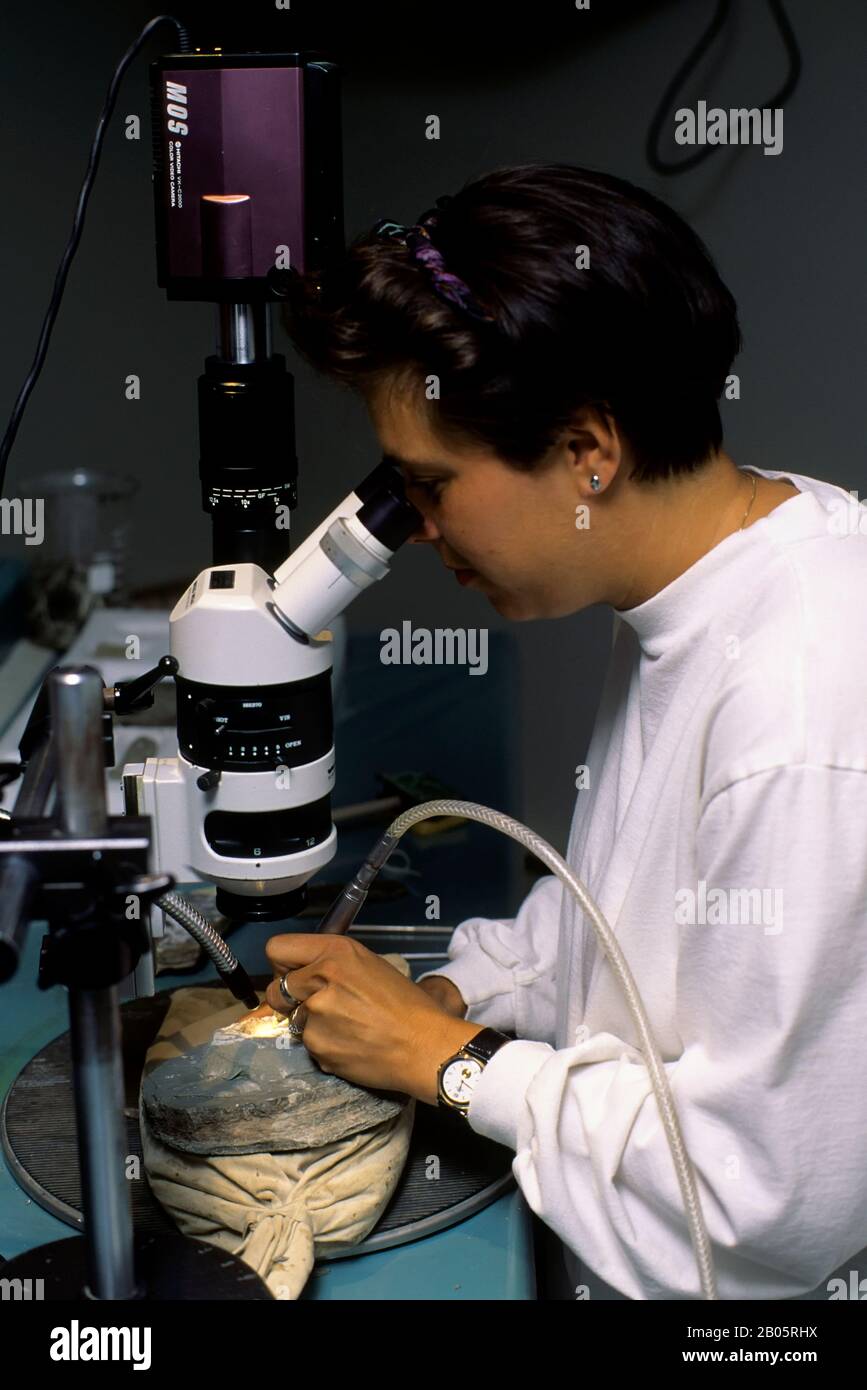 Cleaning fossils hi-res stock photography and images - Alamy