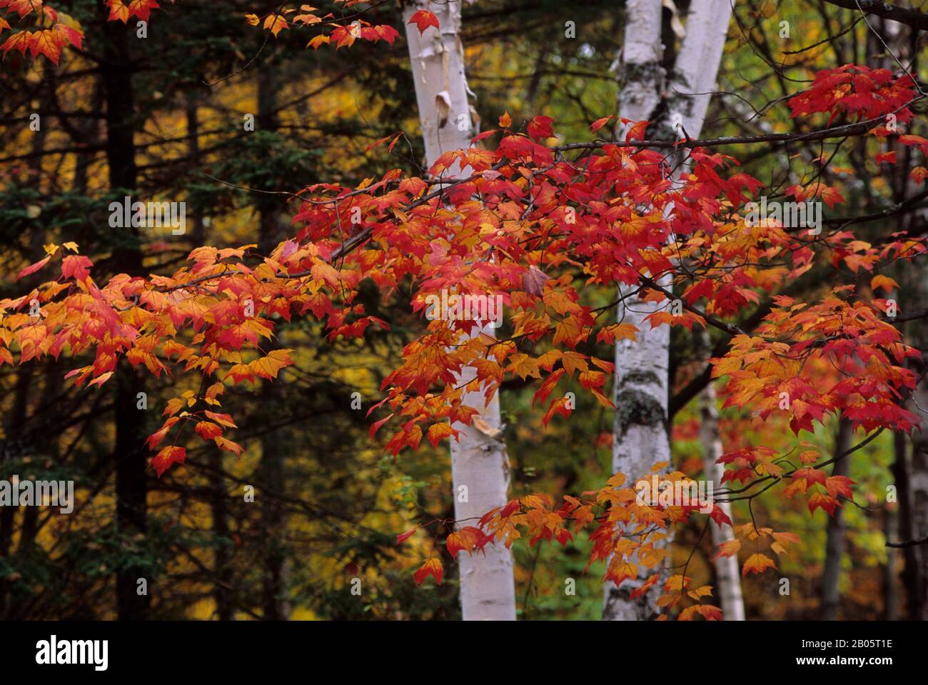 CANADA,QUEBEC,LAURENTIAN, ST.-MARGUERITE-DU-LAC-MASSON, BIRCH & MAPLE ...