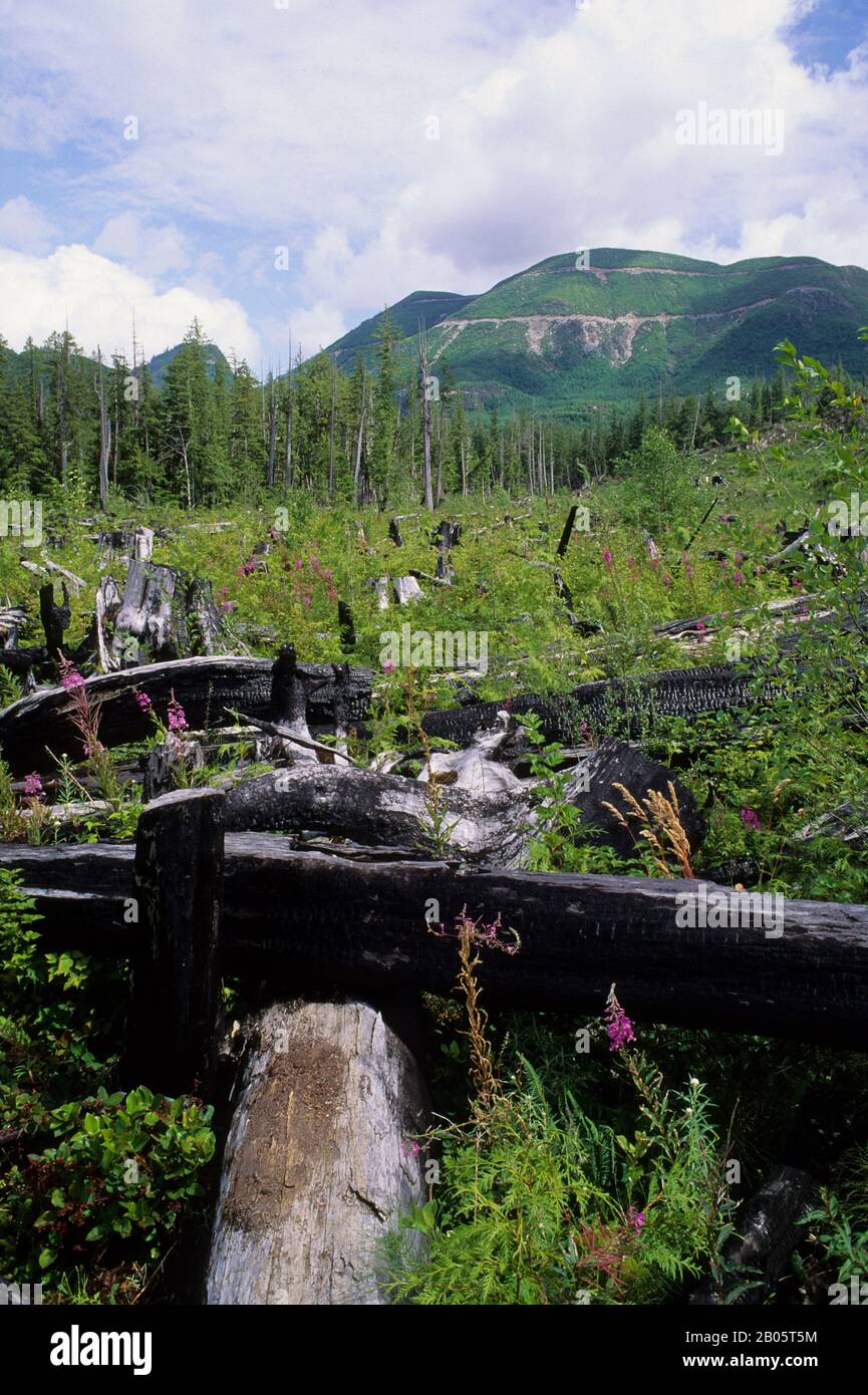 Bc forests bc trees hi-res stock photography and images - Alamy