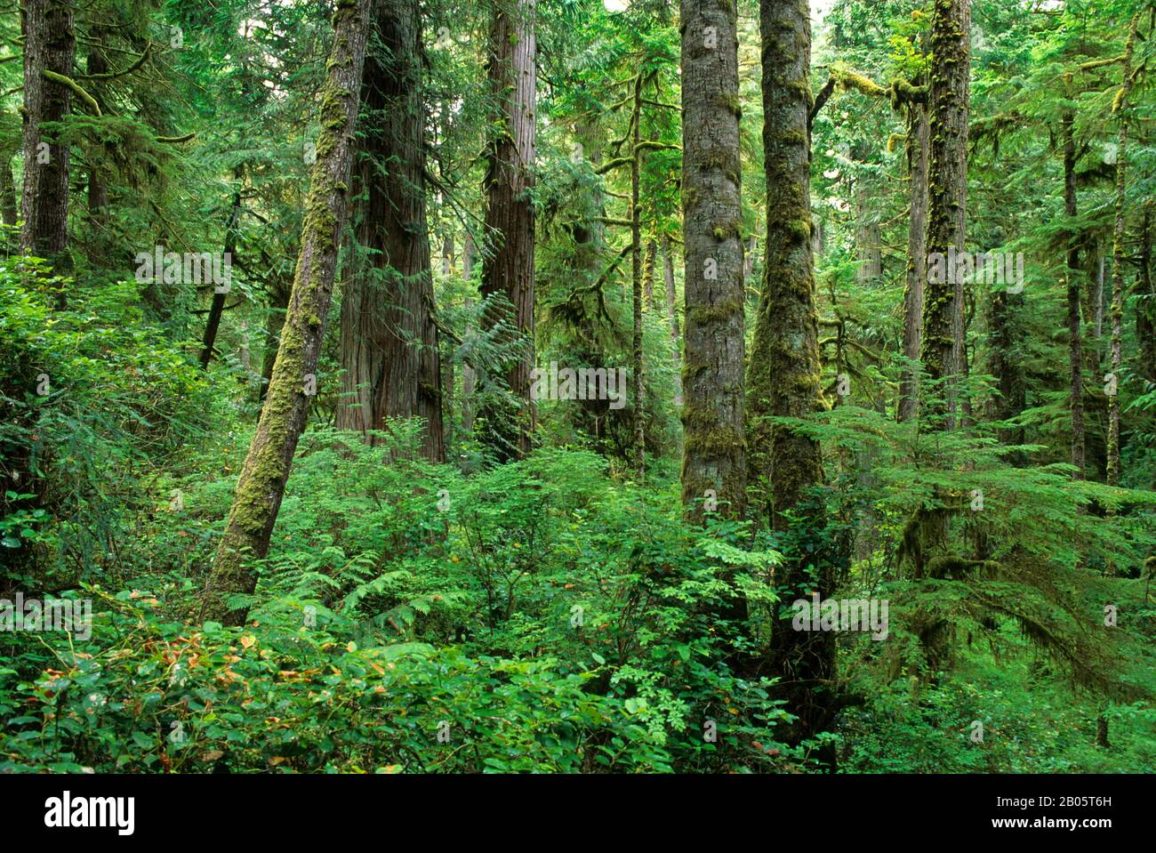 CANADA, BC, VANCOUVER ISLAND PACIFIC RIM NATIONAL PARK,TEMPERATE RAIN ...