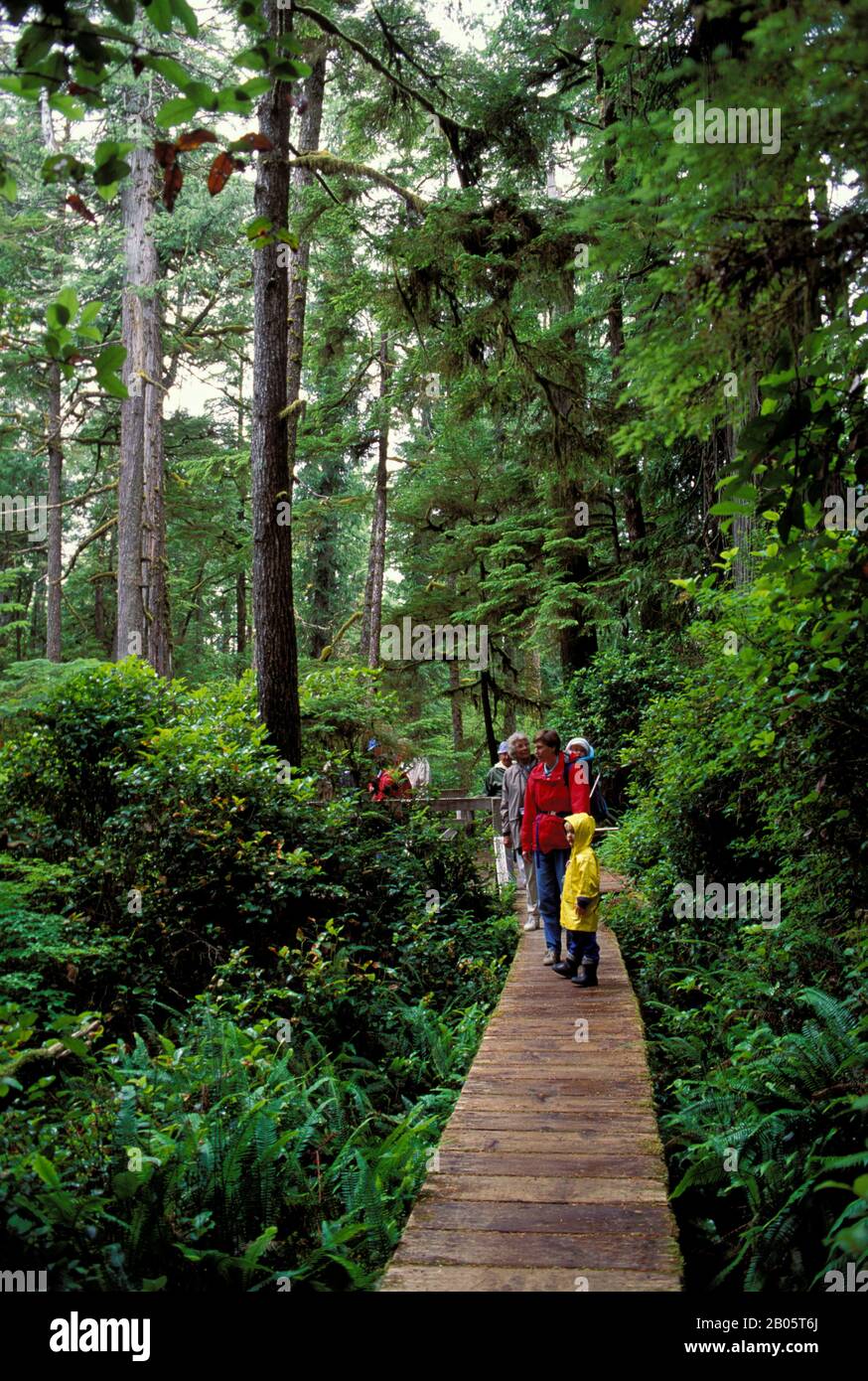 CANADA, BC, VANCOUVER IS. PACIFIC RIM N.P.,TEMPERATE RAIN FOREST ...
