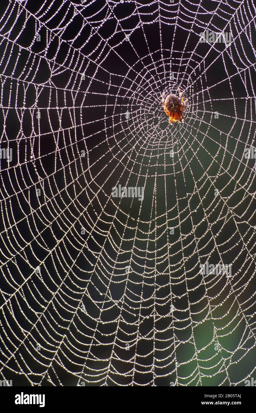Spiders in north america hi-res stock photography and images - Alamy