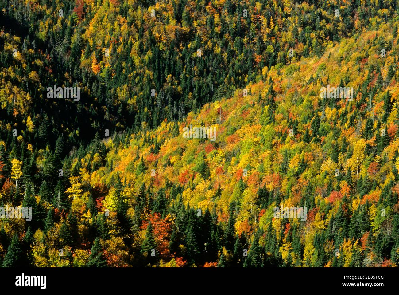Canada quebec autumn forest hi-res stock photography and images - Alamy