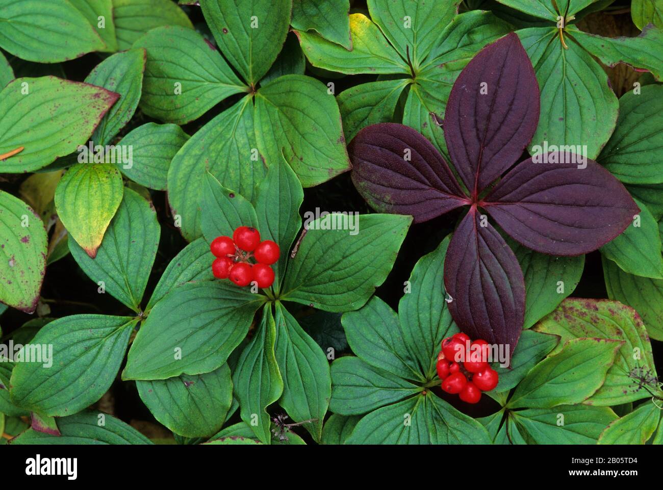 Bunchberries High Resolution Stock Photography and Images - Alamy