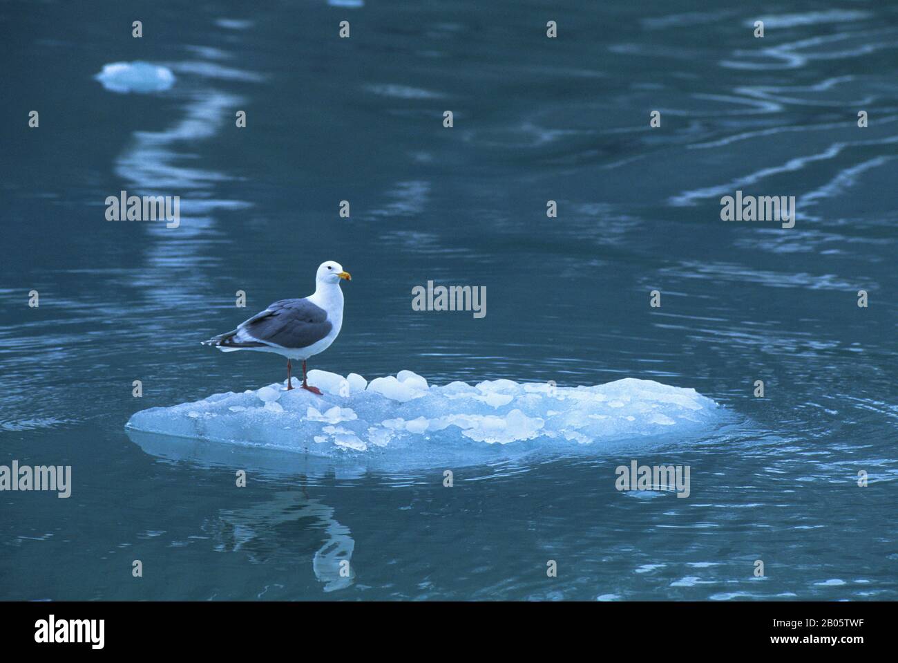 USA,ALASKA,GLACIER BAY NP, GLAUCOUS-WINGED GULL ON ICE Stock Photo - Alamy